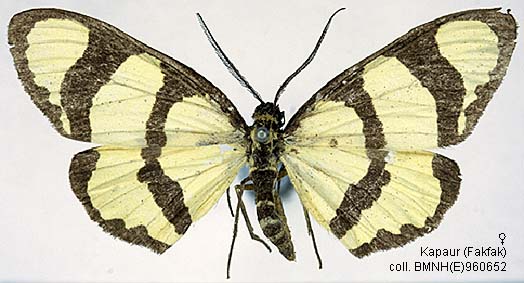 Papua Insects Foundation (Lepidoptera/Geometridae(Ennominae)/Ctimene ...